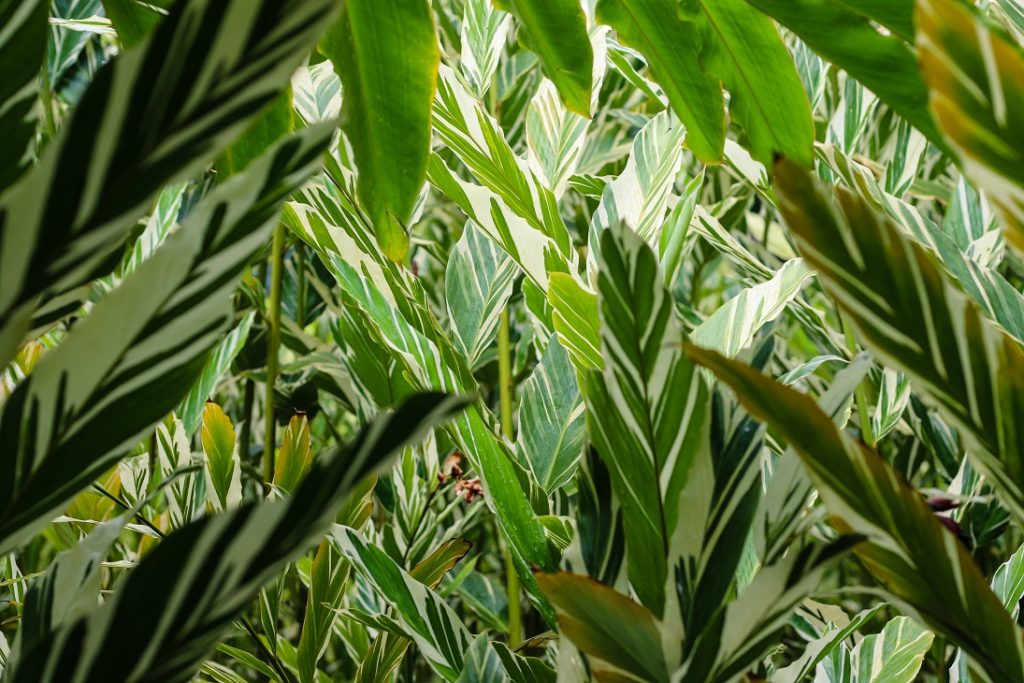 7 Landscaping Plants Becoming More Difficult to Find