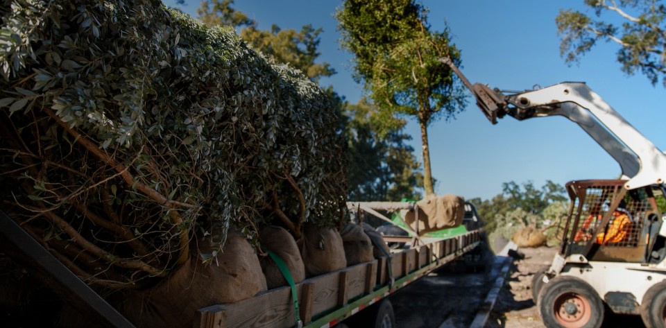 GoMaterials: Wholesale Plant Sourcing for Landscapers